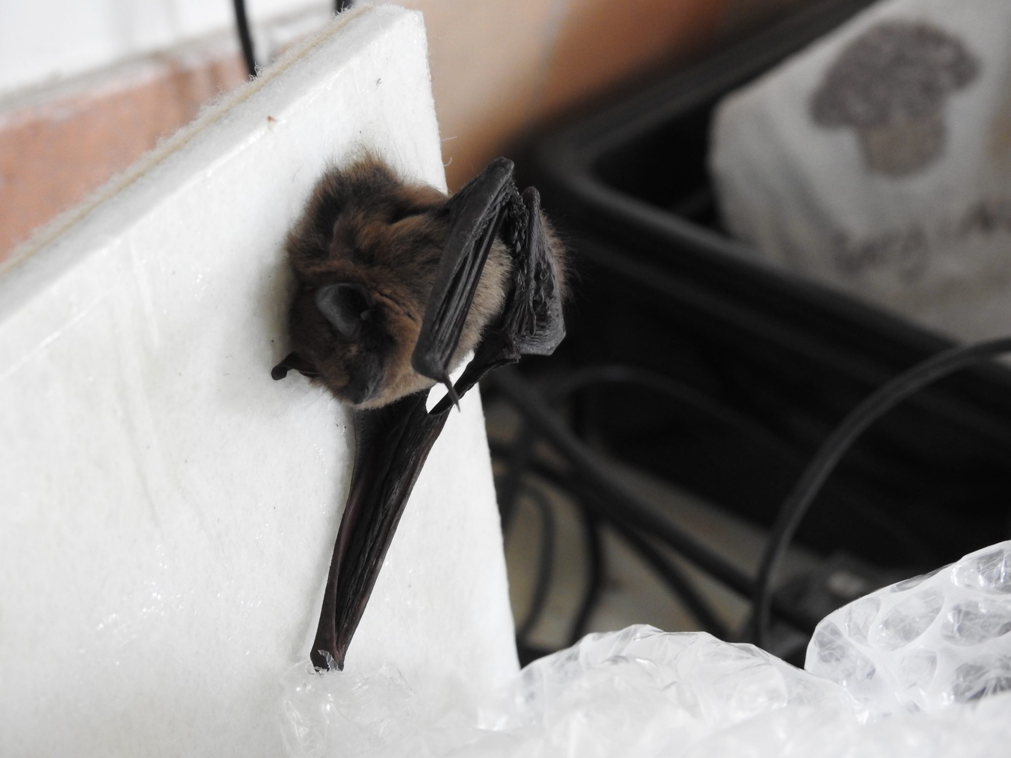 News – Norfolk and Norwich Bat Group
