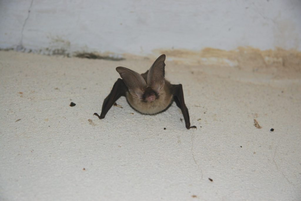 Training – Norfolk and Norwich Bat Group